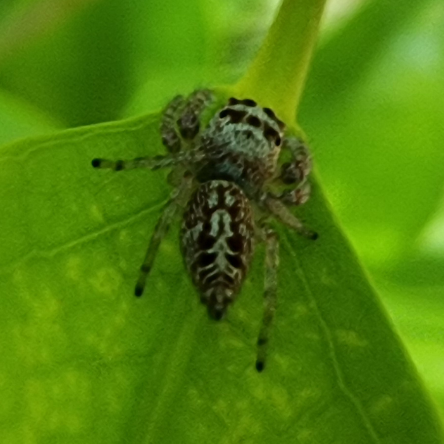 Garden Jumping Spiders in February 2024 by Anthony Wilson · iNaturalist