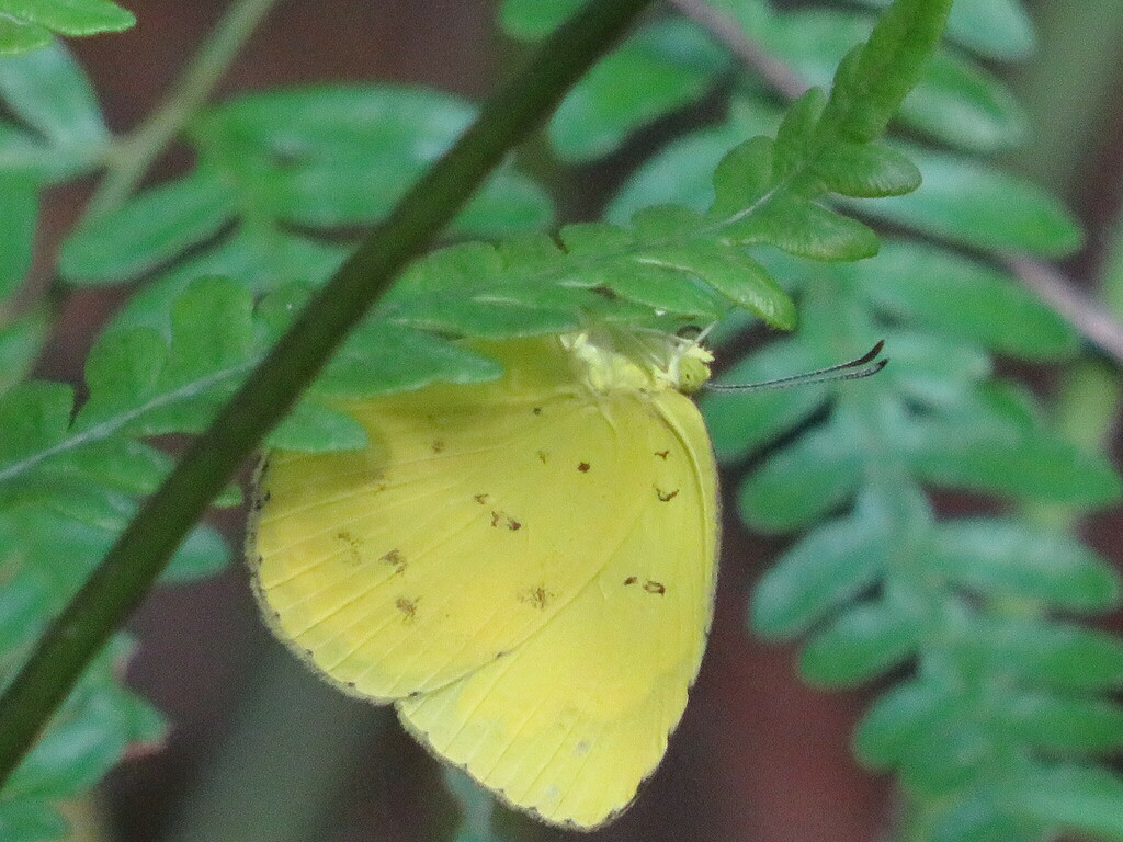 Common Grass Yellow from Brisbane QLD, Australia on February 17, 2024 ...