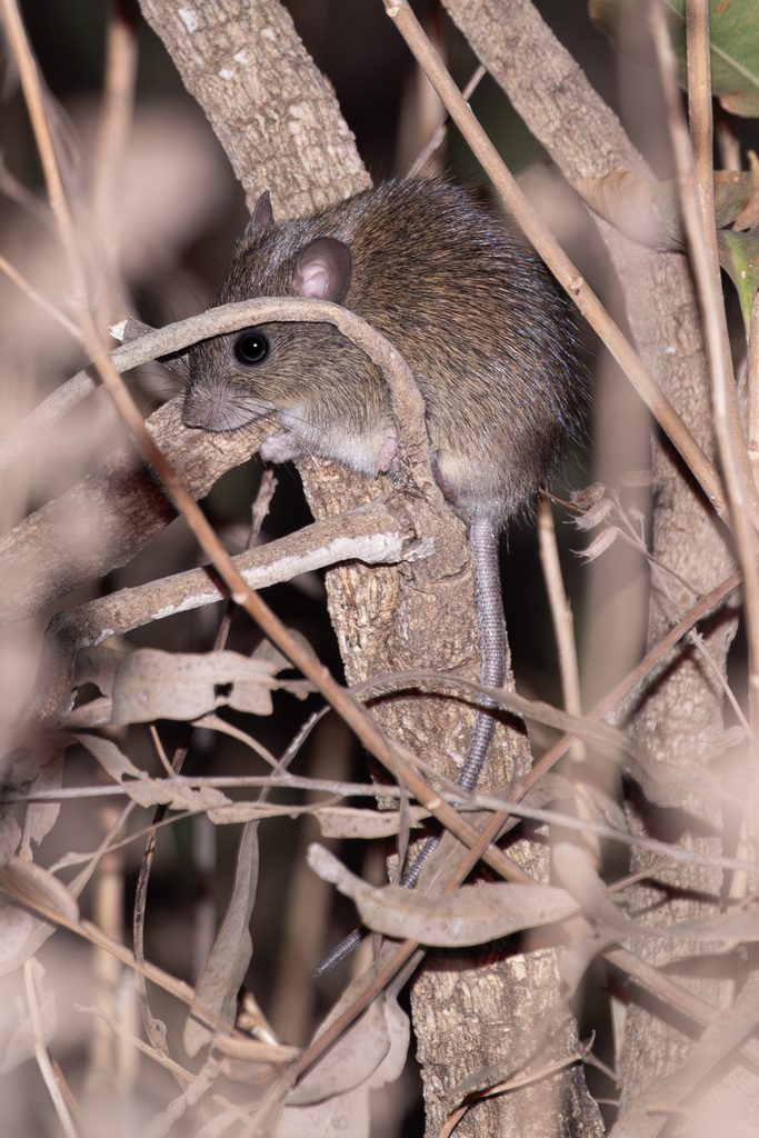 Canefield Rat from Lakefield QLD 4892, Australia on October 15, 2023 at ...
