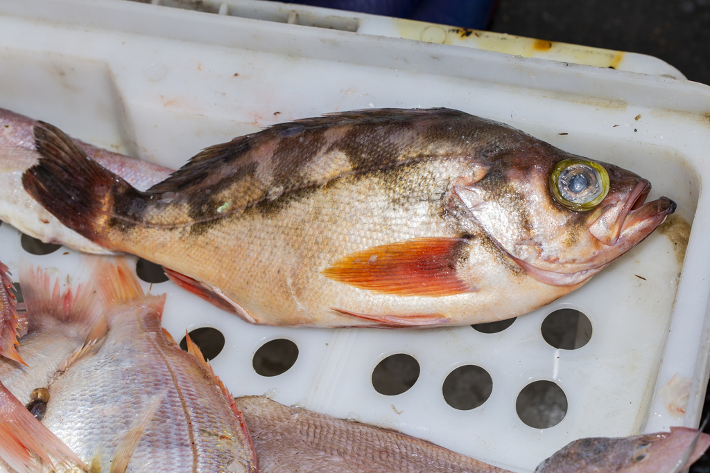 Goldeye rockfish (Sebastes thompsoni) - Marine Life Identification