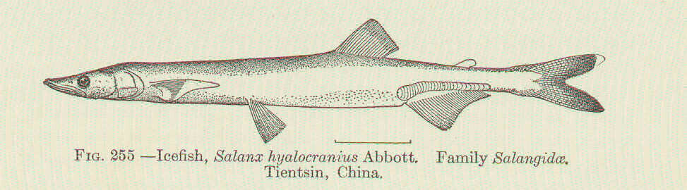 Noodlefishes (Salanx) - Marine Life Identification