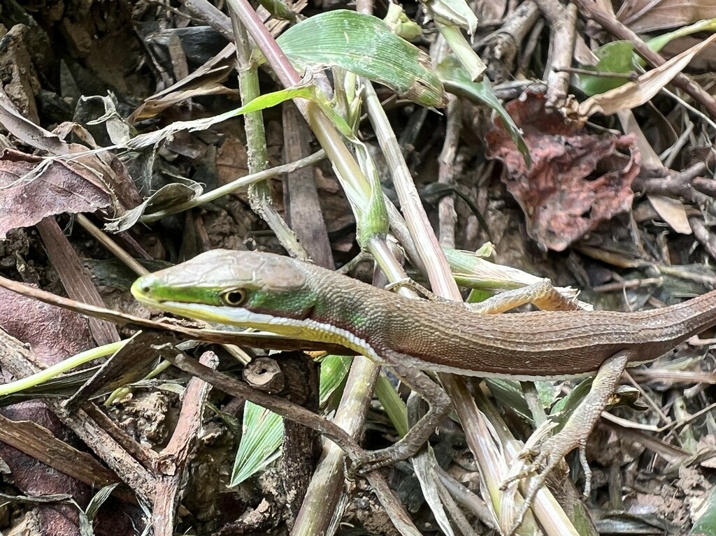 Koshun Grass Lizard in January 2024 by 胡正恆(Jackson Hu) · iNaturalist