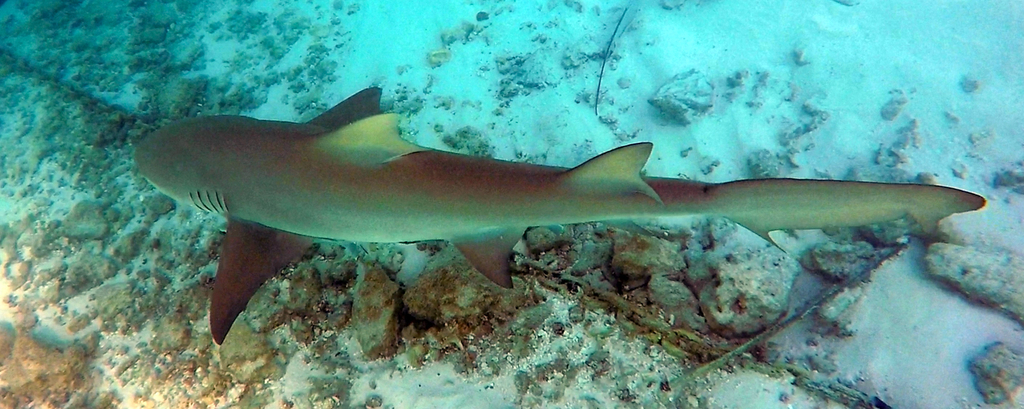 Sicklefin Lemon Shark from Eurimbula on October 26, 2023 at 03:42 PM by ...