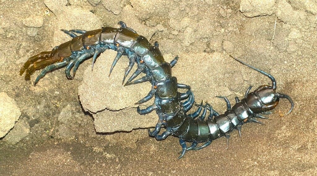 African Giant Centipede from KayaNyala, Mahenye, Chipinge, Manicaland ...