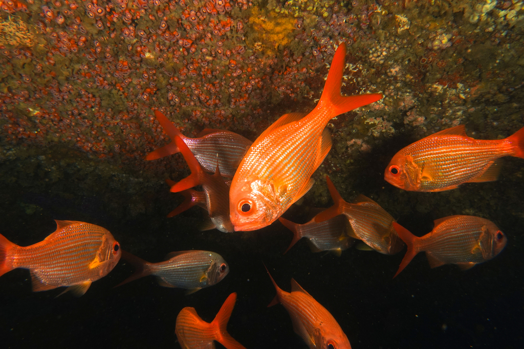 Alfonsinos (Berycidae) - Marine Life Identification
