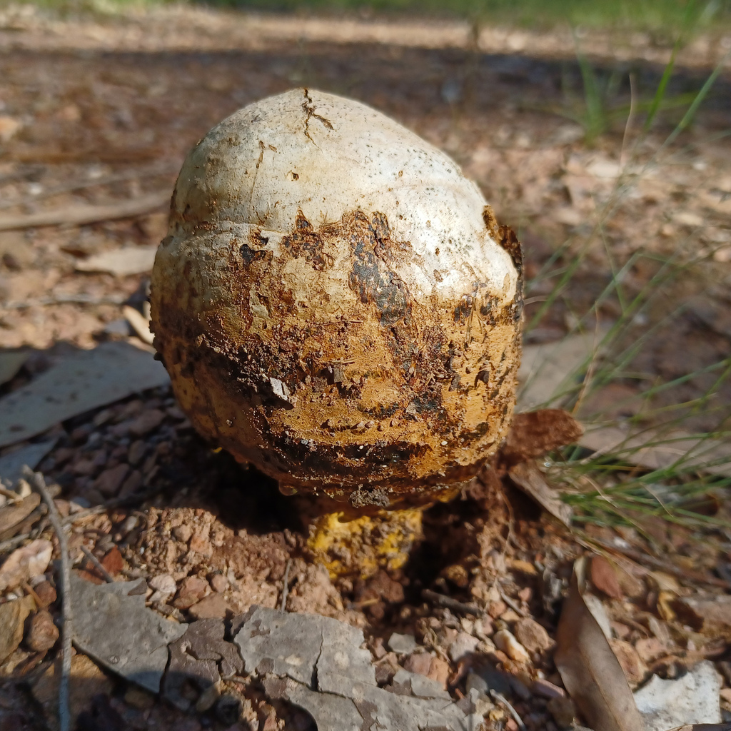 Pisolithus from Capertee NSW 2846, Australia on February 17, 2024 at 09 ...