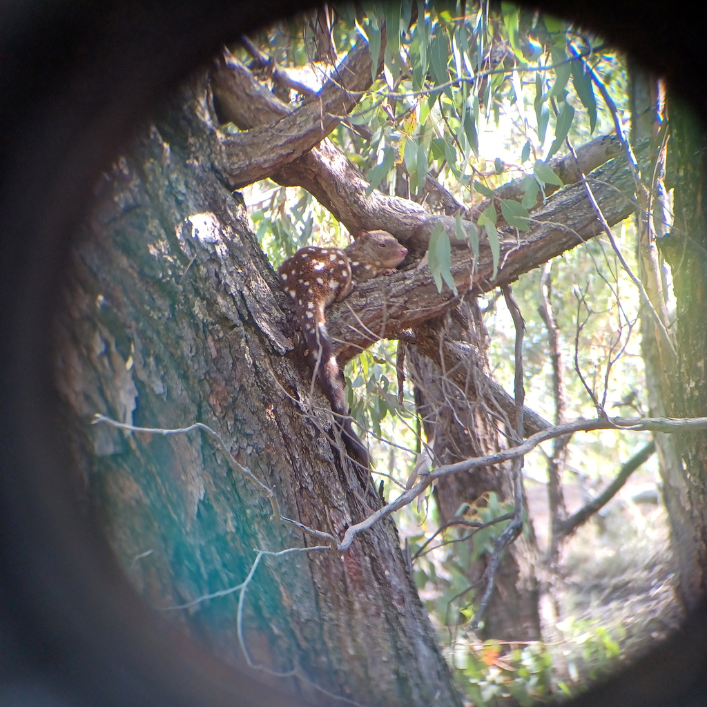Spotted-tailed Quoll from Bogee NSW 2849, Australia on February 17 ...