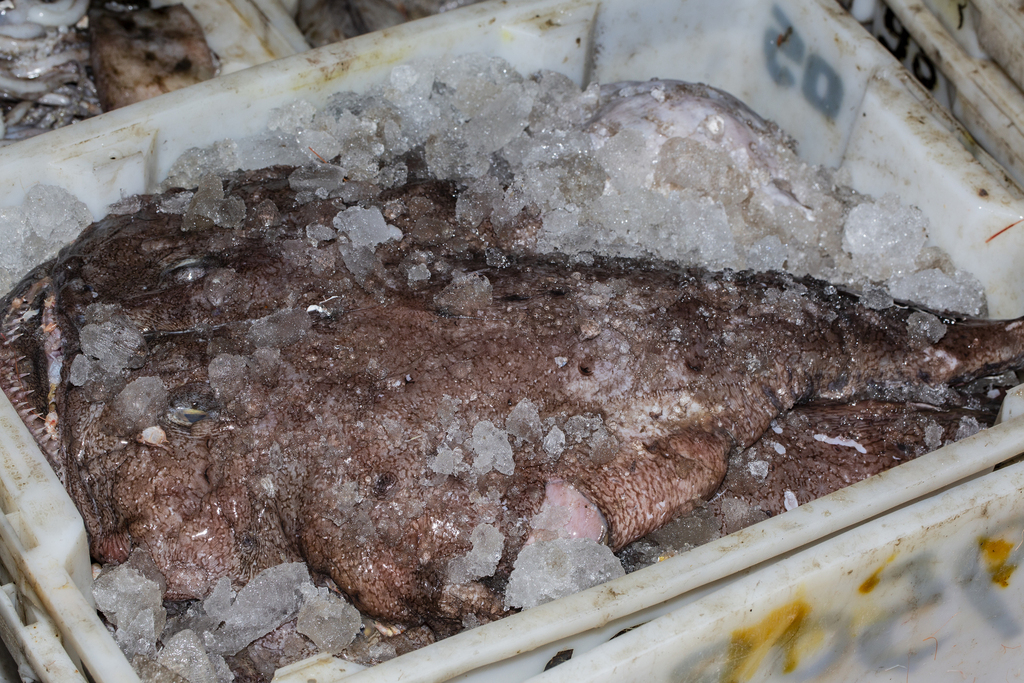 Yellow goosefish in January 2023 by Pintsen JIN · iNaturalist
