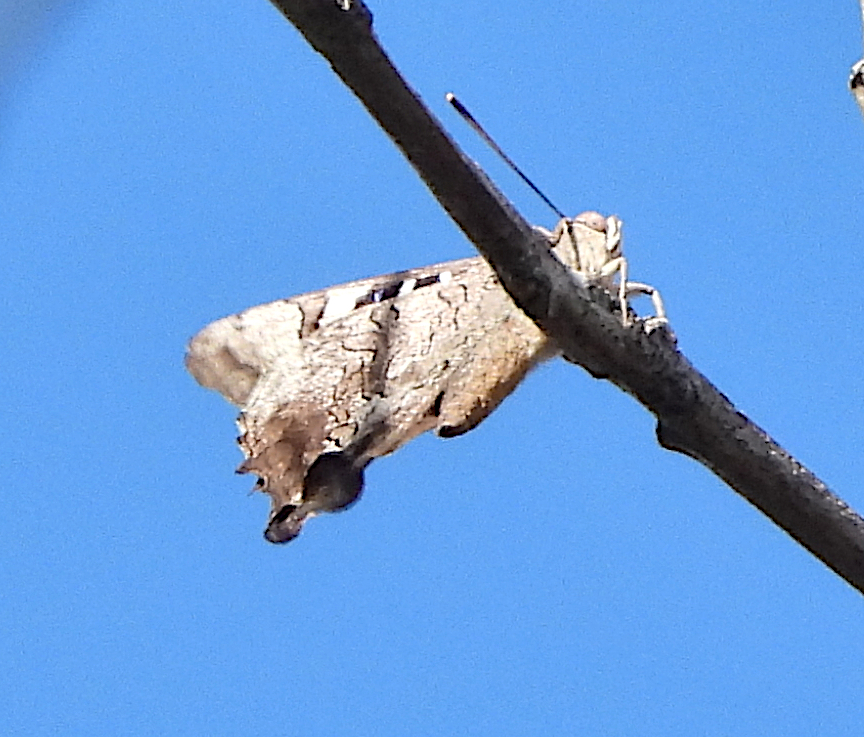 Genoveva Azure from Milne Hill Reserve, Chermside West QLD 4032 ...