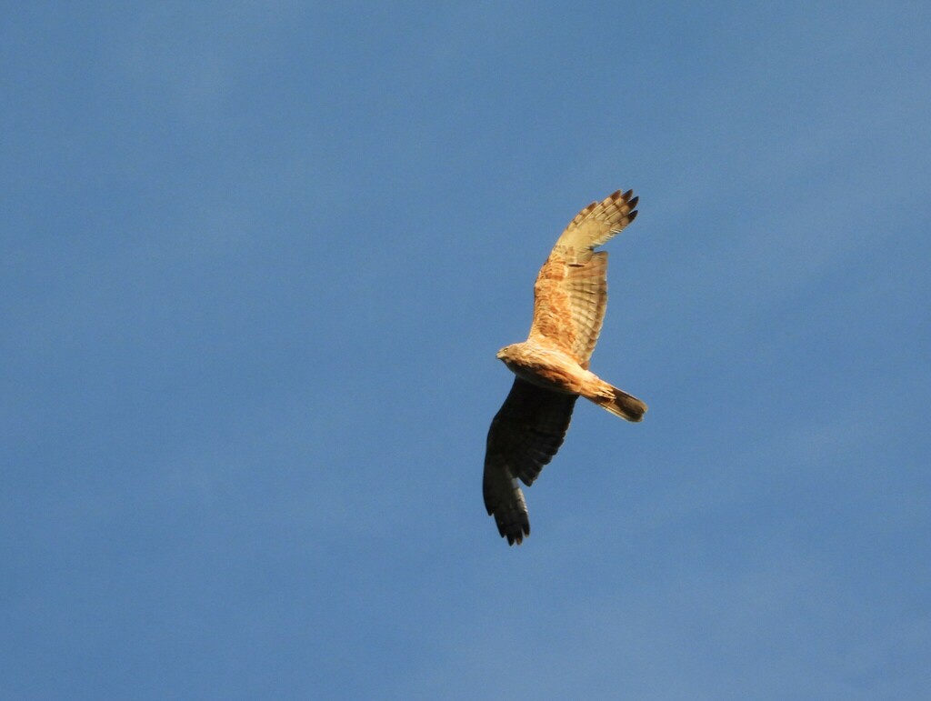 Swamp Harrier from Wānaka, New Zealand on February 12, 2024 at 08:17 PM ...