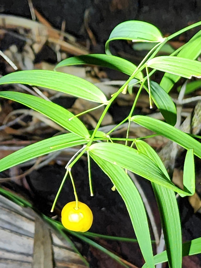 Wombat Berry from Livingstone - Pt B, AU-QL, AU on February 17, 2024 at ...