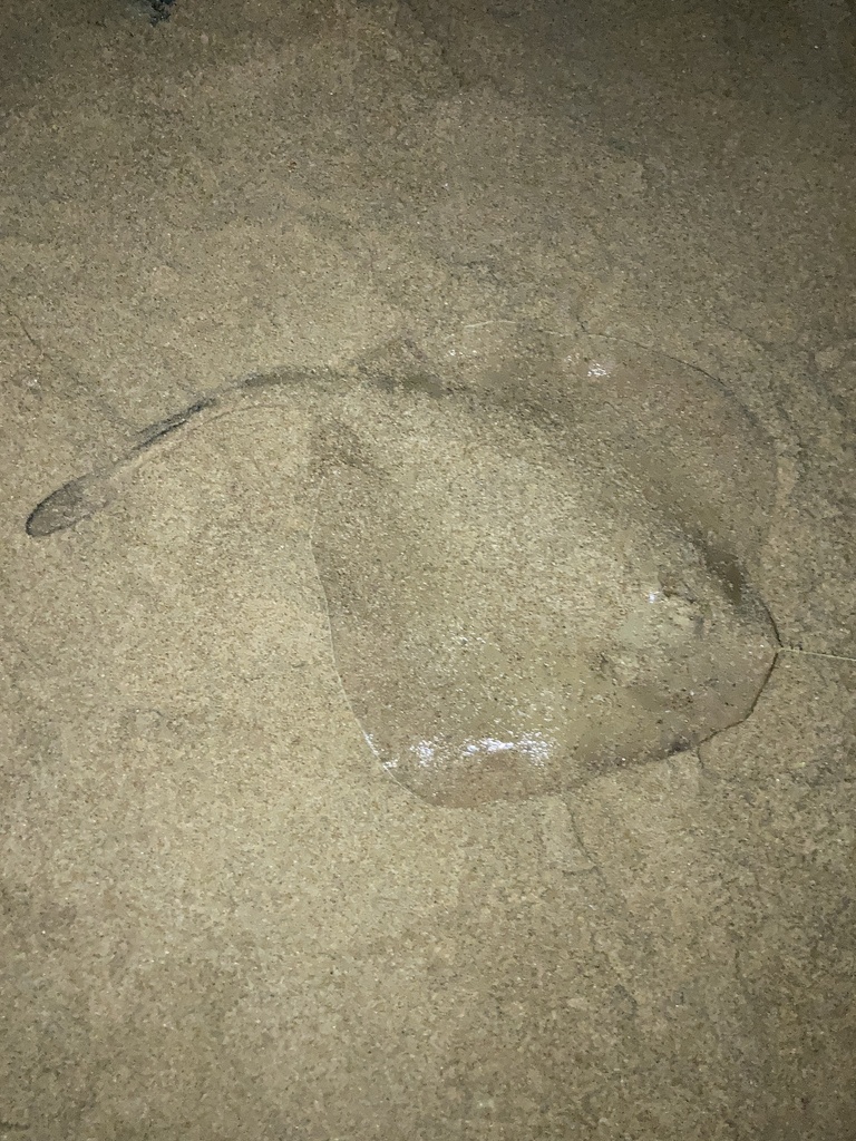 Common Stingaree from Tasman Sea, Bulli, NSW, AU on February 17, 2024 ...
