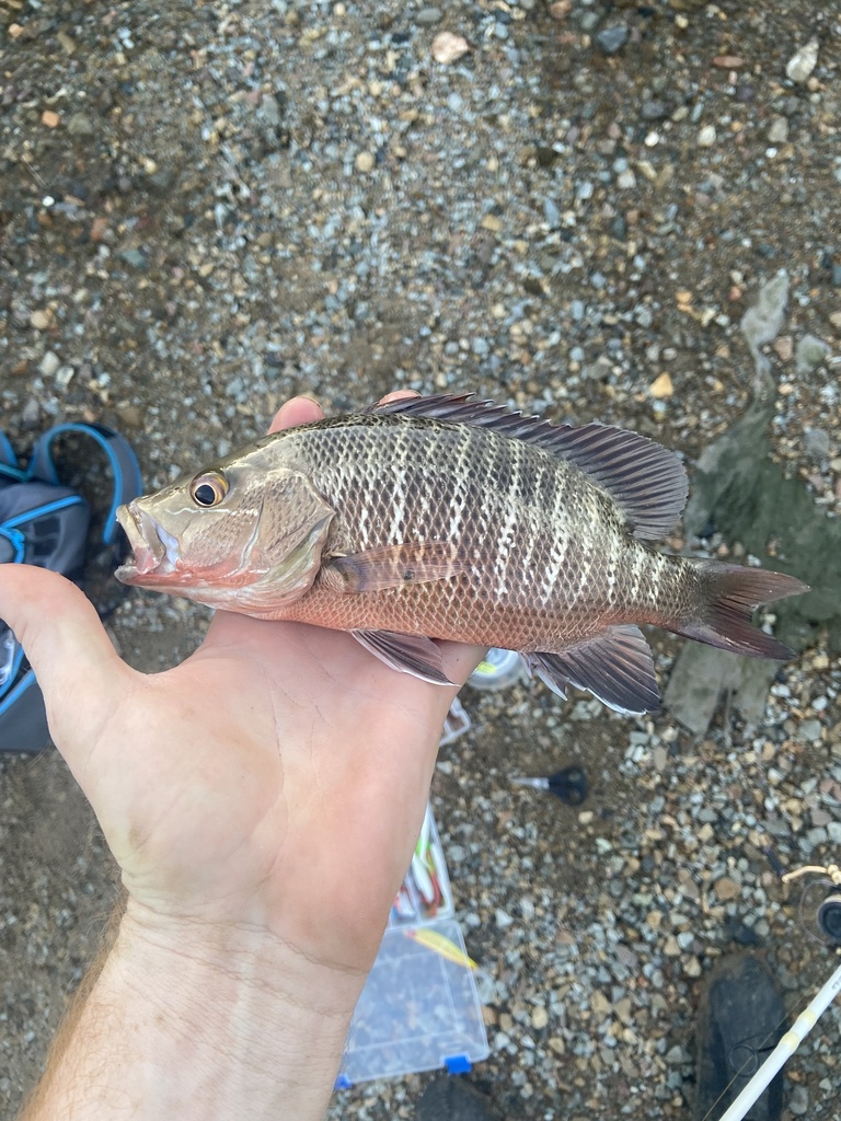 Mangrove Red Snapper from Ross River, South Townsville, QLD, AU on ...