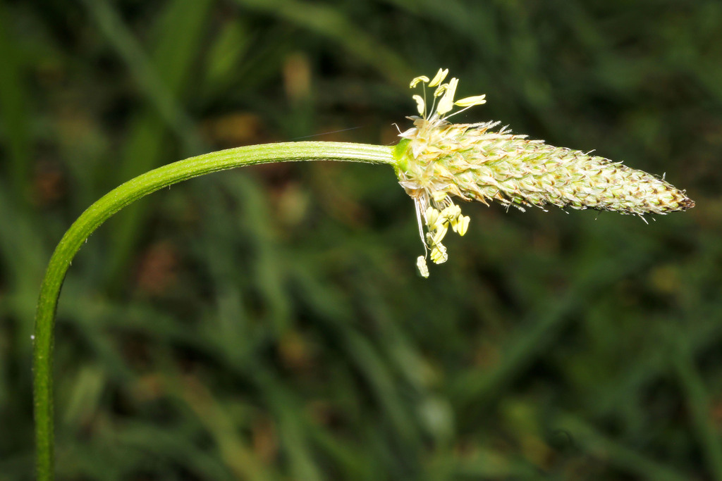 ribwort plantain from Struben Dam on February 17, 2024 at 12:11 PM by ...