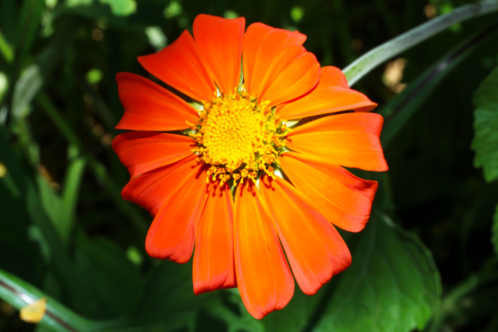 Mexican Sunflower from Struben Dam on February 17, 2024 at 12:15 PM by ...