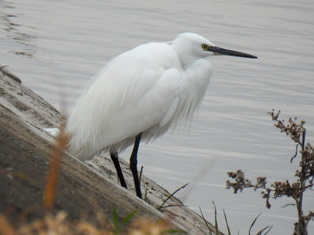 Little Egret from Fukami, Yamato, Kanagawa 242-0011, Japan on February ...