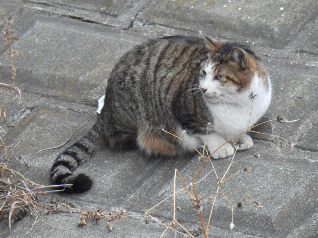 Domestic Cat from Seya Ward, Yokohama, Kanagawa, Japan on February 17 ...