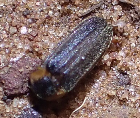 Pygoluciola cowleyi · iNaturalist United Kingdom