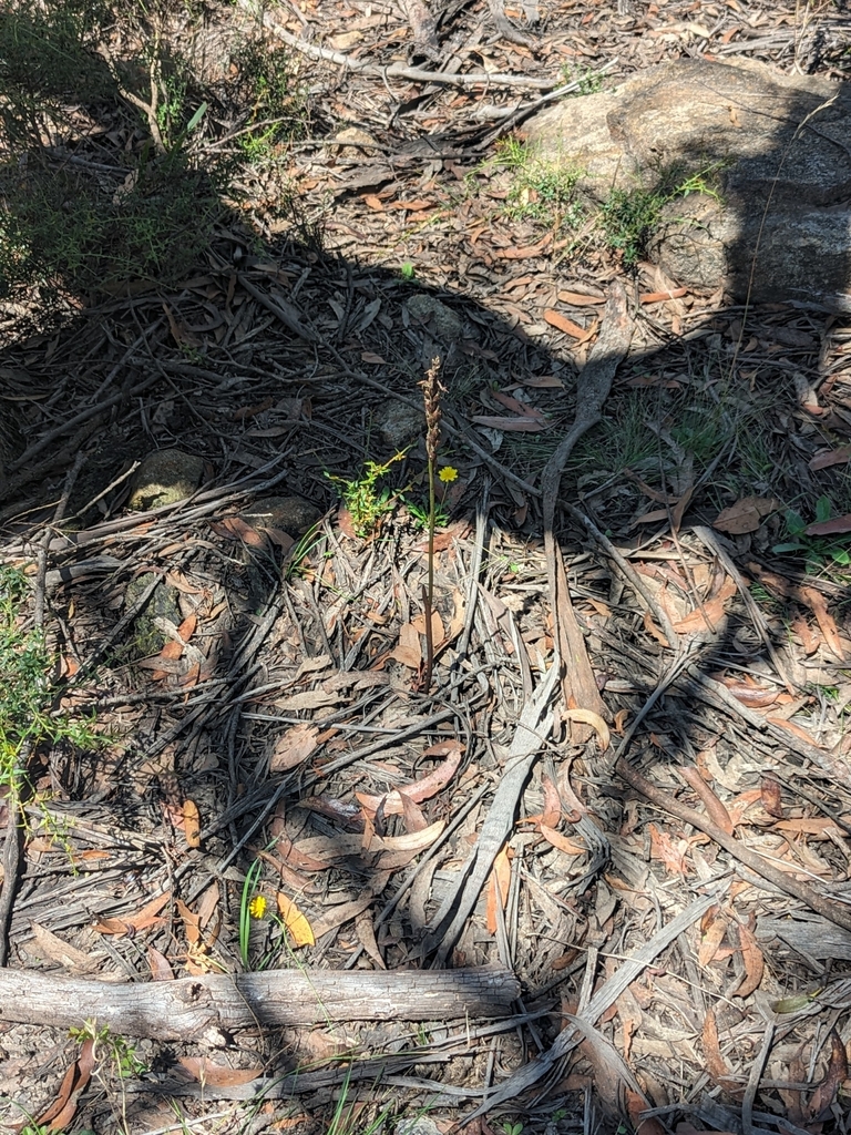 yellow leek orchid from Hassans Walls NSW 2790, Australia on February ...