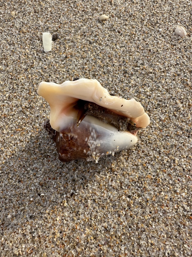 Hawkwing Conch from N Fort Lauderdale Beach Blvd, FL, US on February 17 ...