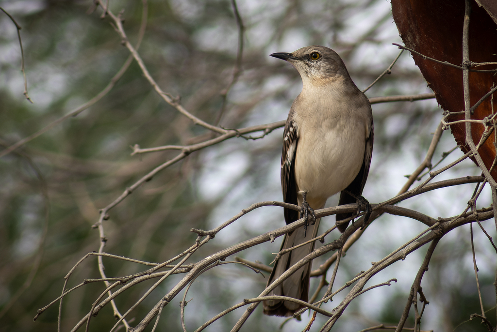Northern Mockingbird from San José del Cabo, B.C.S., México on December ...