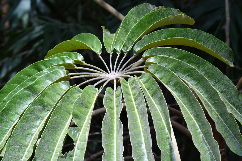 Australian Umbrella Tree from Kairuku-Hiri District, Central Province ...