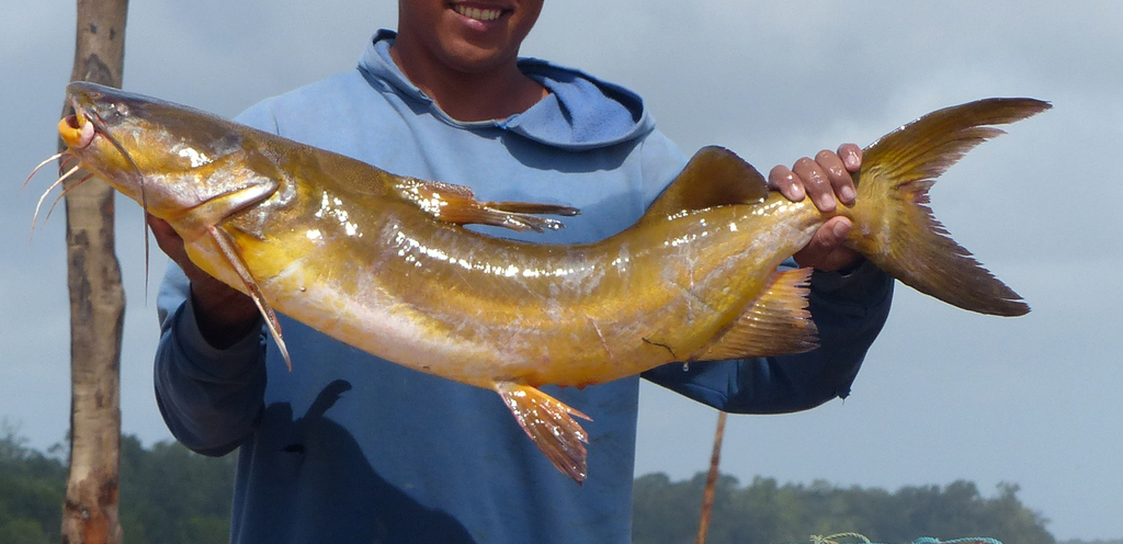 Gillbacker Sea Catfish in February 2017 by rochepault · iNaturalist