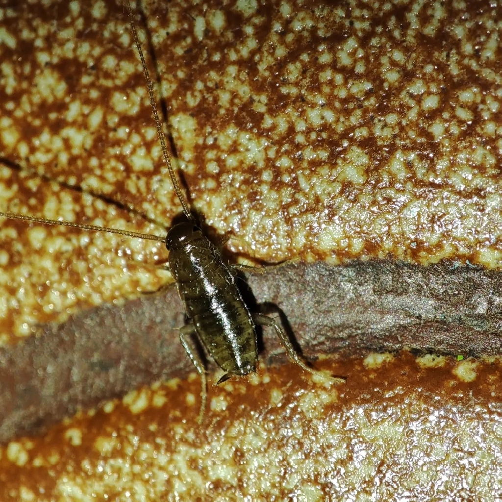 Cockroaches and Termites from Τοπική Κοινότητα Σαρδινίων, Αμφιλοχία 305 ...
