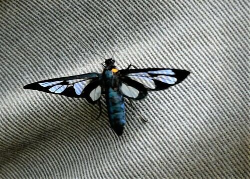 Ceryx guttulosa · iNaturalist Mexico