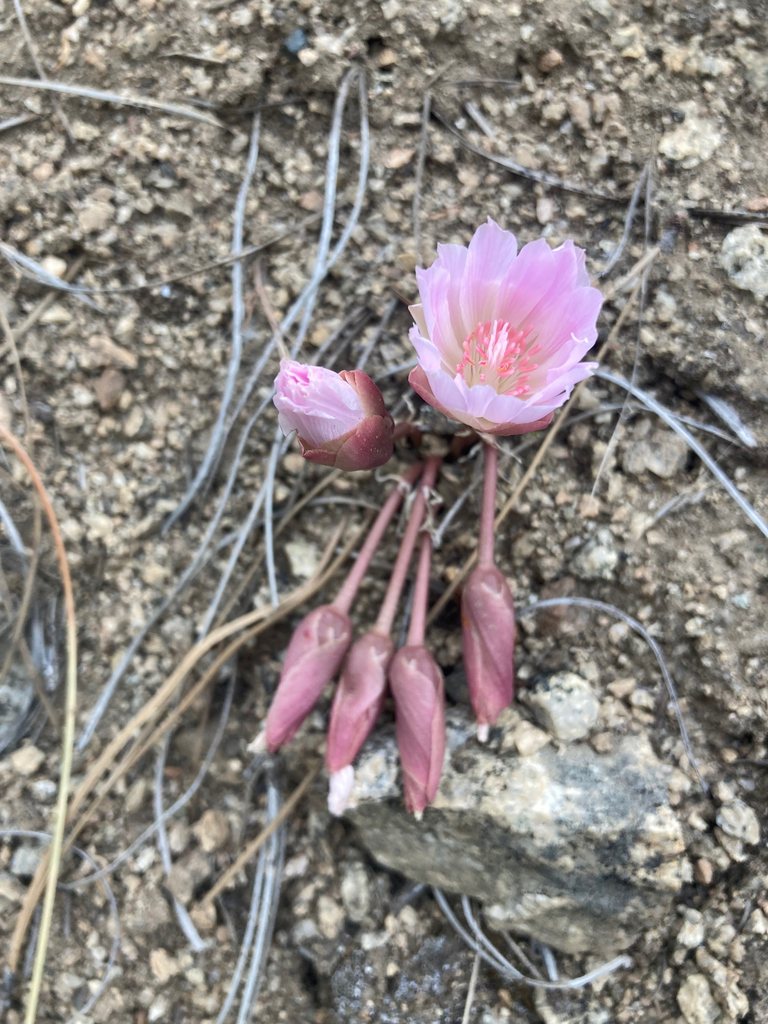 Bitterroot from Okanagan-Similkameen, BC, Canada on May 22, 2023 at 02: ...