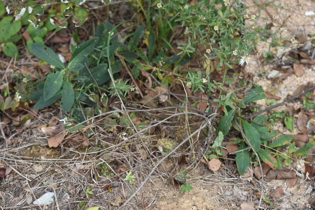 Aster hispidus from 中国山东省青岛市黄岛区 on October 5, 2021 at 12:19 PM by ...