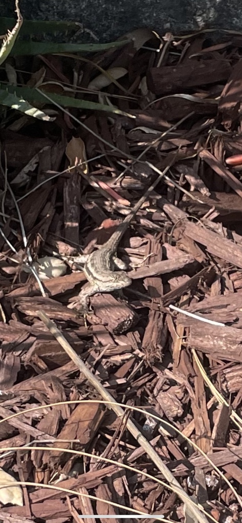 Western Fence Lizard from California State University, Fullerton, CA ...