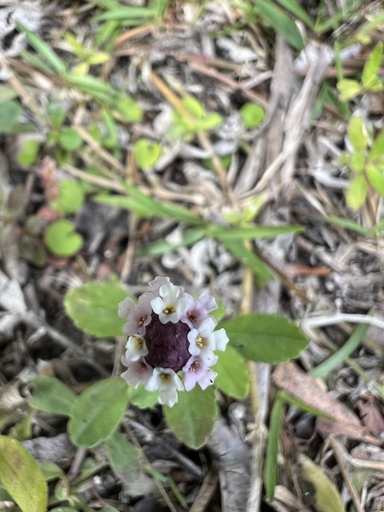 turkey tangle frogfruit from SW Eighth St, Miami, FL, US on February 17 ...