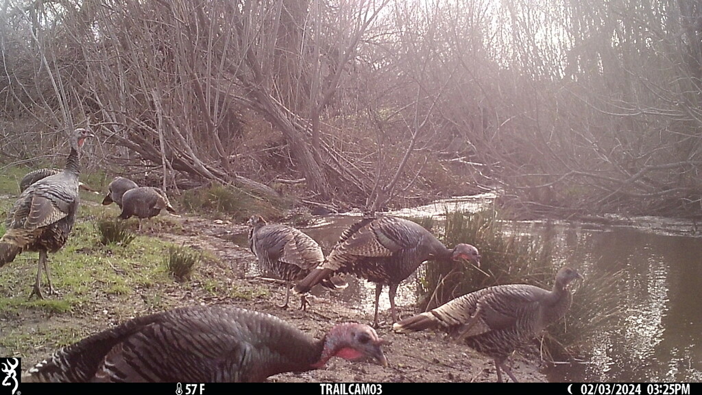 Wild Turkey in February 2024 by Doug Andrews · iNaturalist