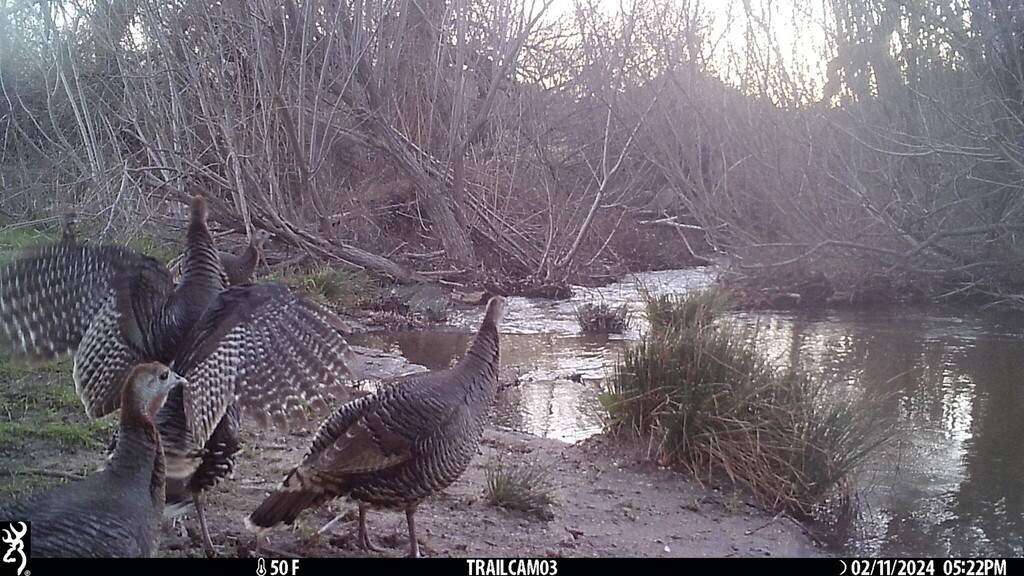 Wild Turkey in February 2024 by Doug Andrews · iNaturalist