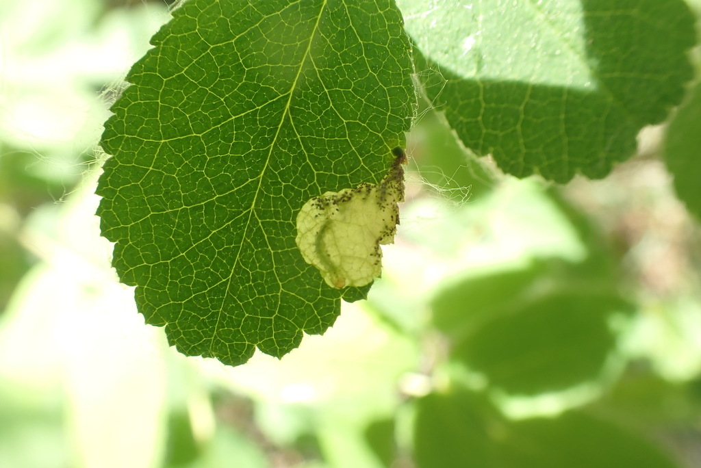 Insects from Southwest Calgary, Calgary, AB, Canada on June 6, 2023 at ...
