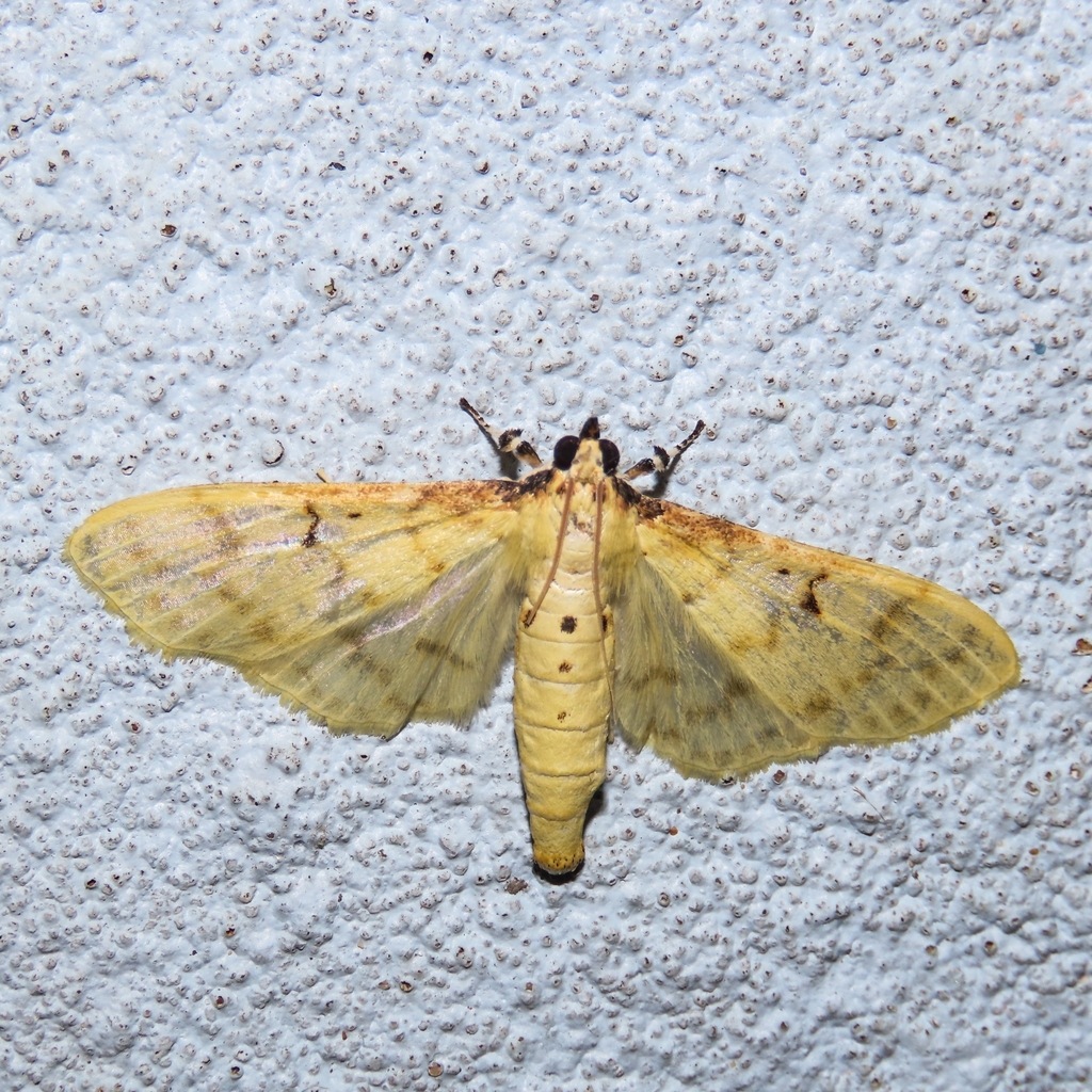 Pearl Moths from Makunda Christian Leprosy and General Hospital on ...