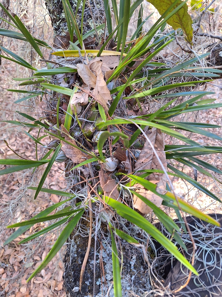Encyclia microbulbon from 69966 Oax., México on February 16, 2024 at 03 ...