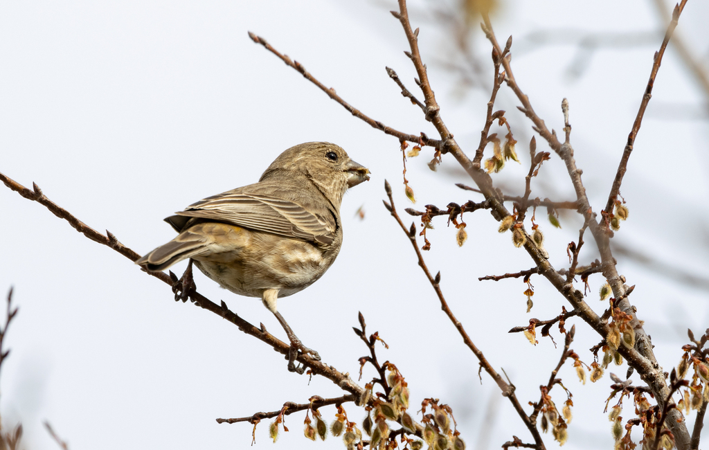 House Finch from Melbourne, FL, USA on February 17, 2024 at 09:24 AM by ...