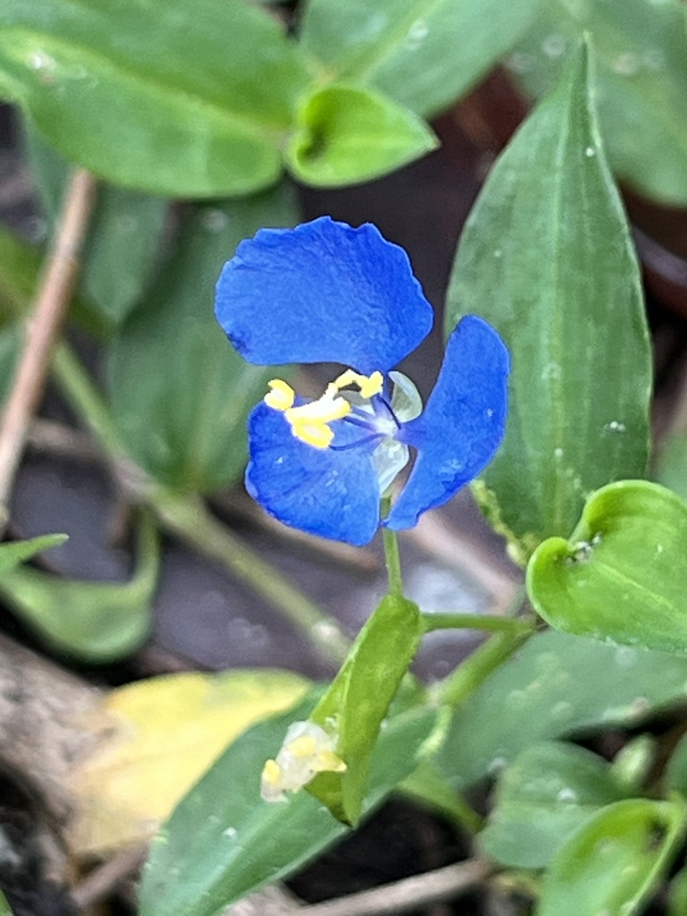 scurvy weed from Meroo National Park, Termeil, NSW, AU on February 6 ...