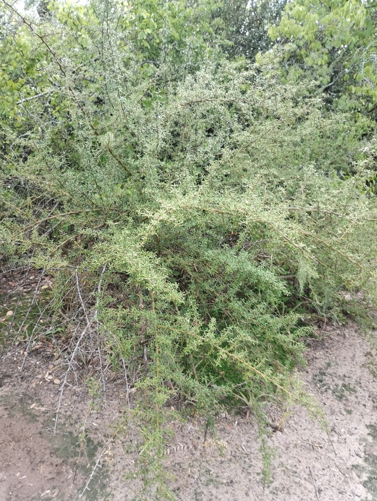 Desert Caper from Copo, AR-SE, AR on February 10, 2024 at 09:10 AM by ...