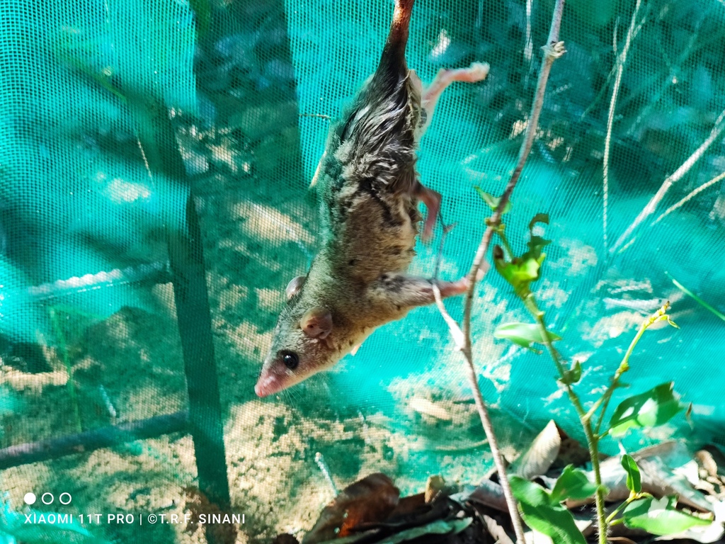 Dwarf Fat-tailed Mouse Opossum in March 2023 by Thomaz Ricardo Favreto ...