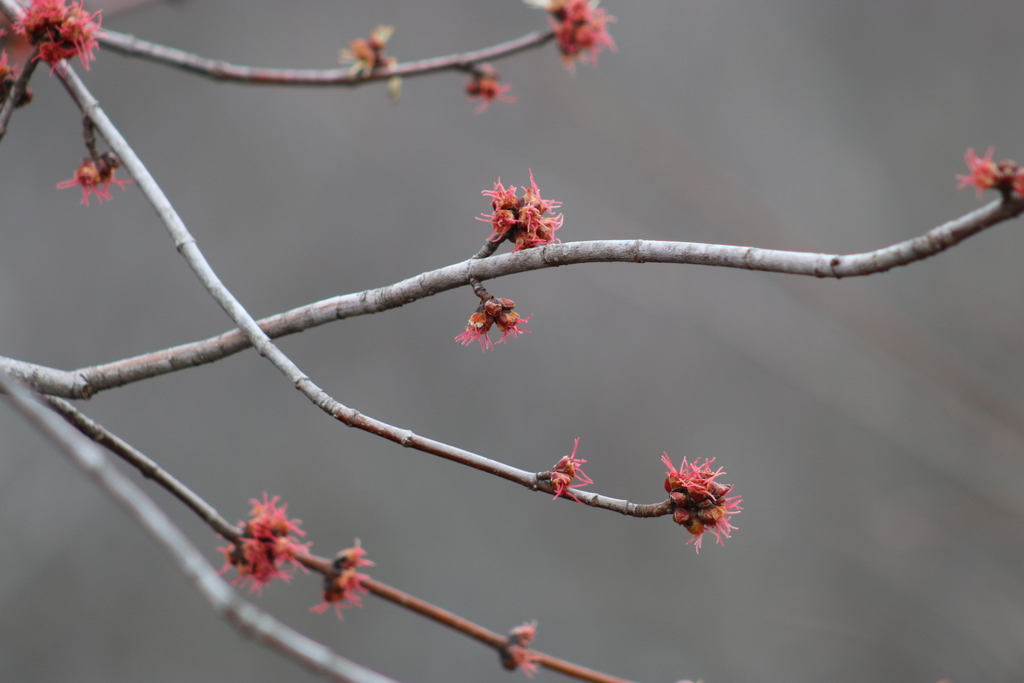 red maple from Mississippi County, AR, USA on February 16, 2024 at 10: ...