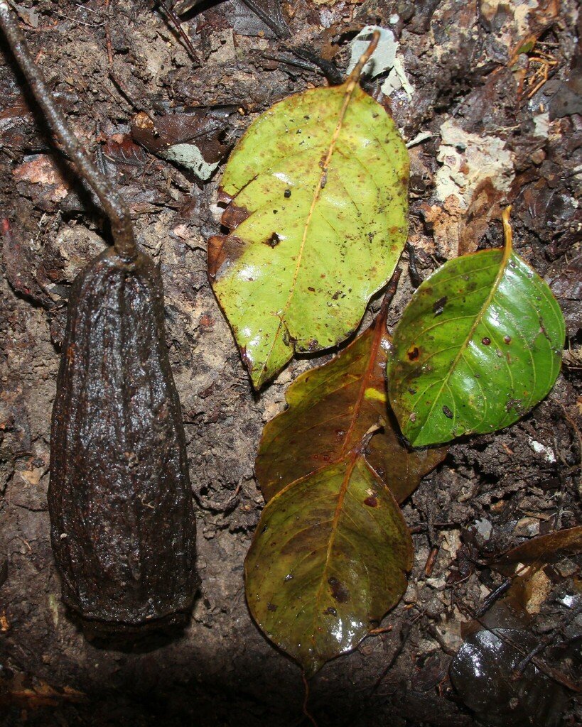 Cachimbo, cachimbo colorado (Especies forestales de la amazonía peruana ...