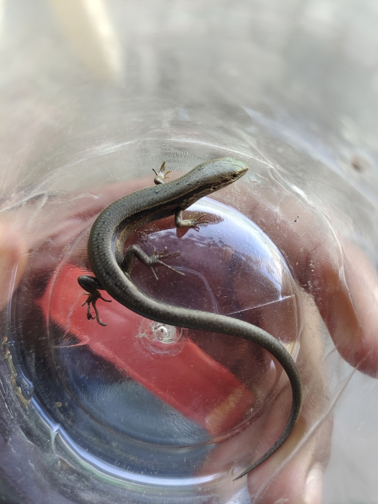 Himalaya Ground Skink from GJ4C+V2, Satkhol, Uttarakhand 263138, India ...