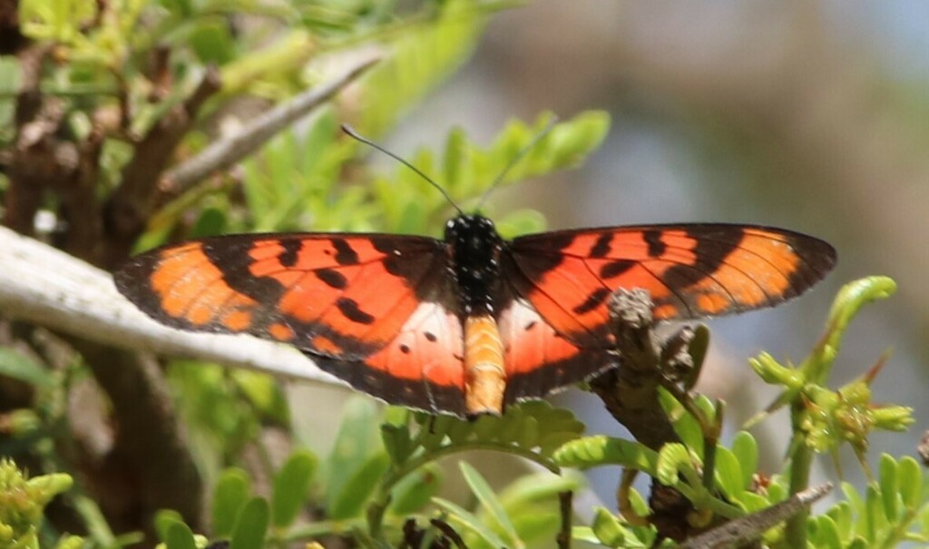 Acara Acraea from Overberg District Municipality, South Africa on ...