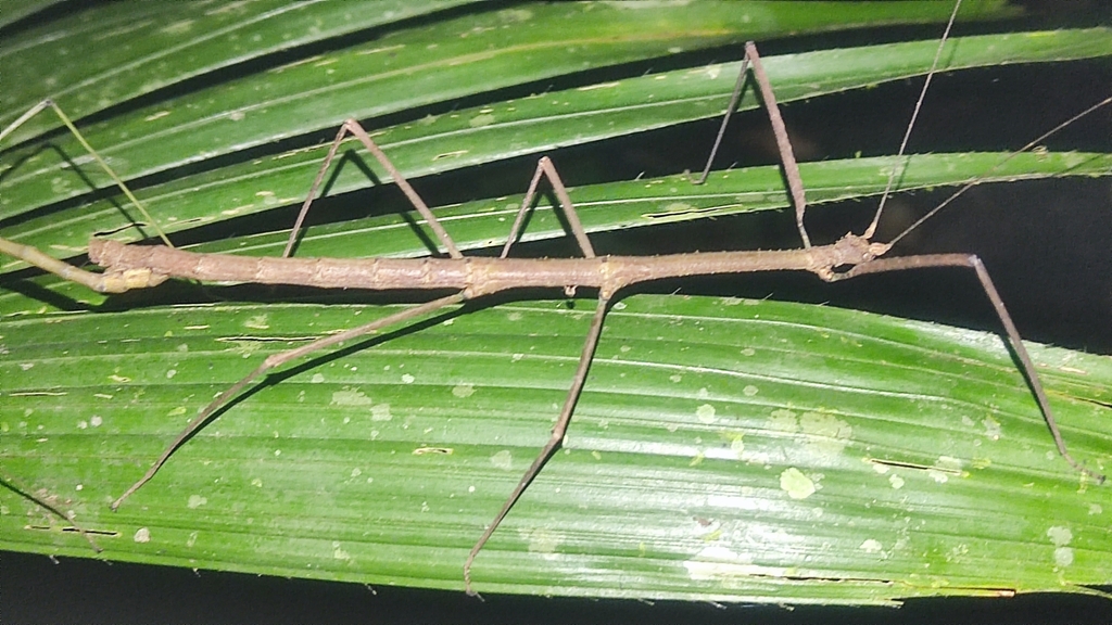 Stick Insects in February 2024 by Wildlife Tours Peru, Christoph Meyer ...