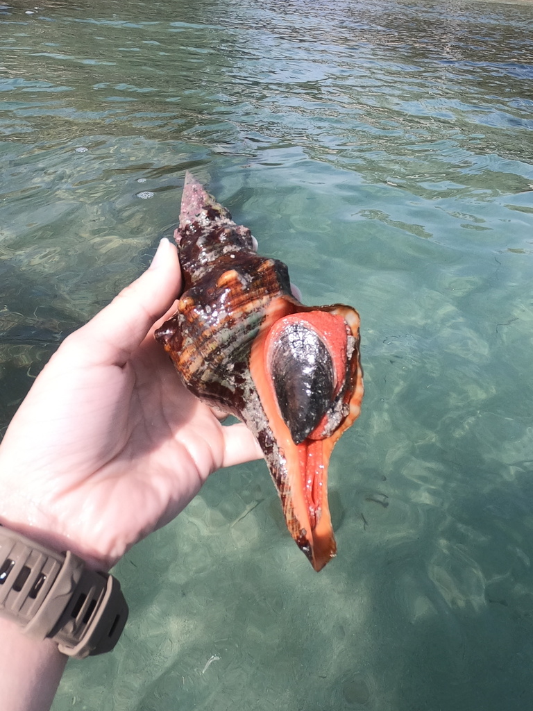 Florida Horse Conch from Straits of Florida, Miami, FL, US on February ...