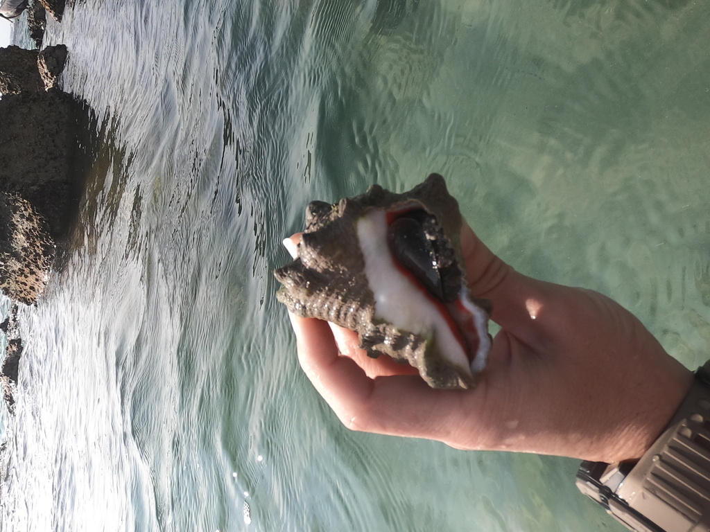 Caribbean Vase from Straits of Florida, Miami, FL, US on February 17 ...