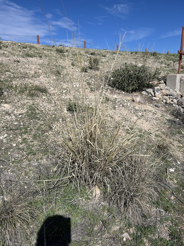 big sacaton from S Highland Ave, Tucson, AZ, US on February 17, 2024 at ...